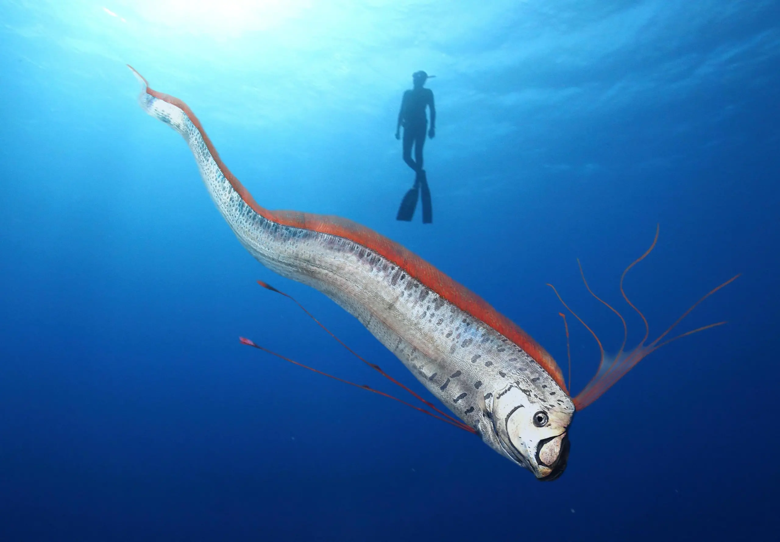 Oarfish: Messenger of the Sea, Strange Signs Before the Tsunami ...