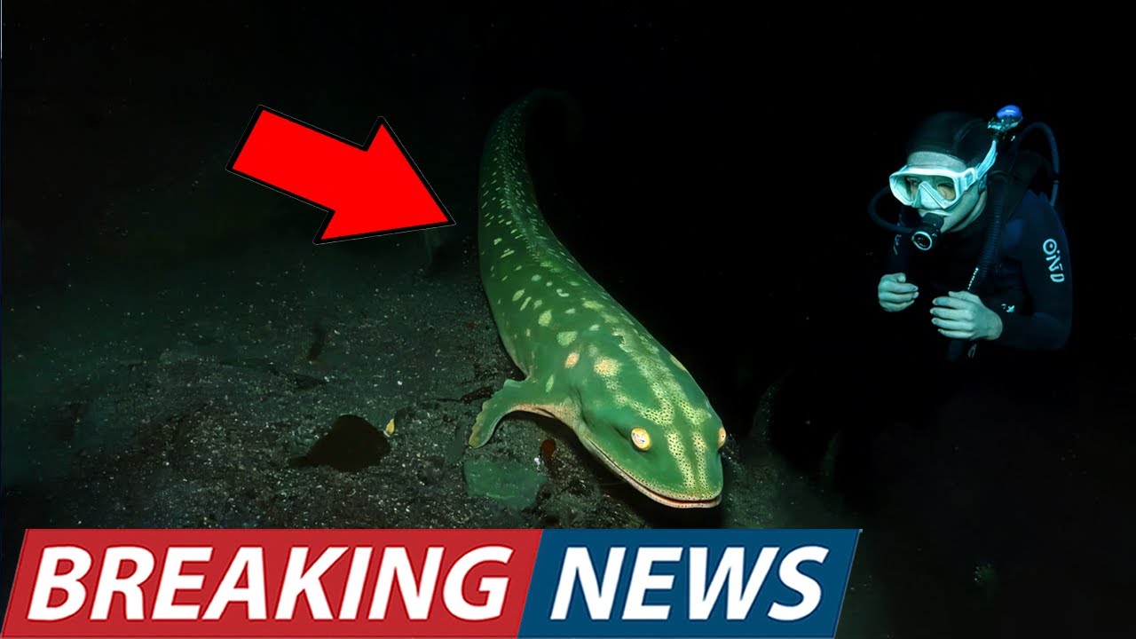 Australian Divers JUST Discovered the Longest Deep Sea Creature Ever ...